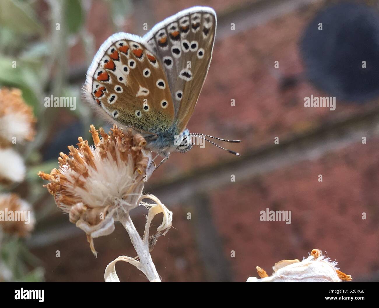 Common Blue butterfly Stock Photo - Alamy