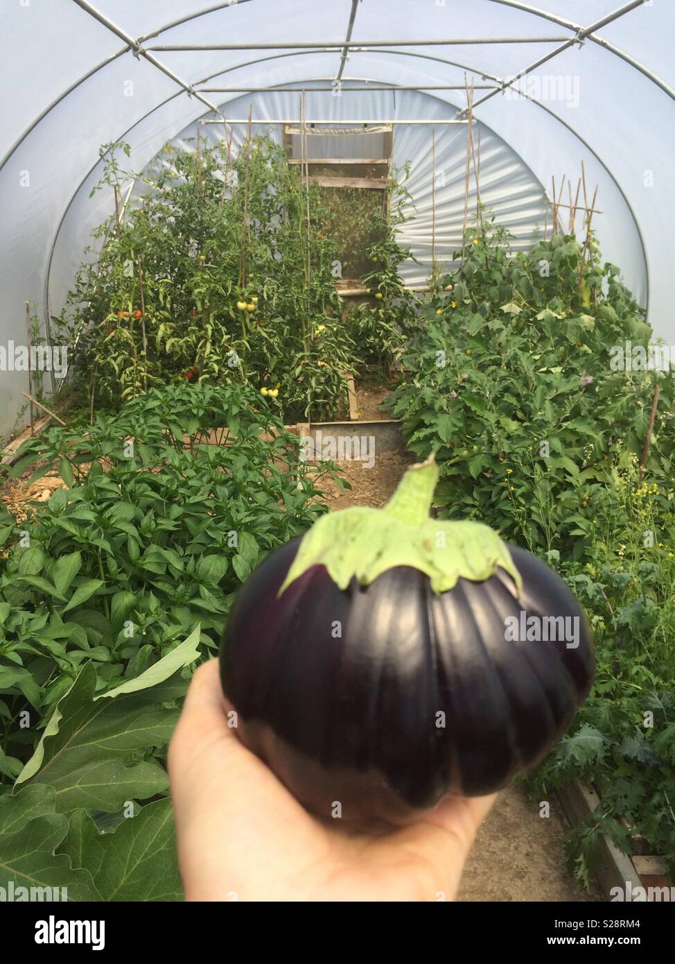 Inside a polytunnel hi-res stock photography and images - Alamy