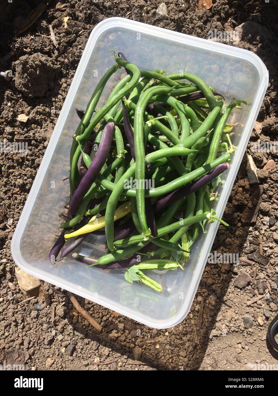 Plastic tub of bush beans in assorted colours and asparagus peas on the ...
