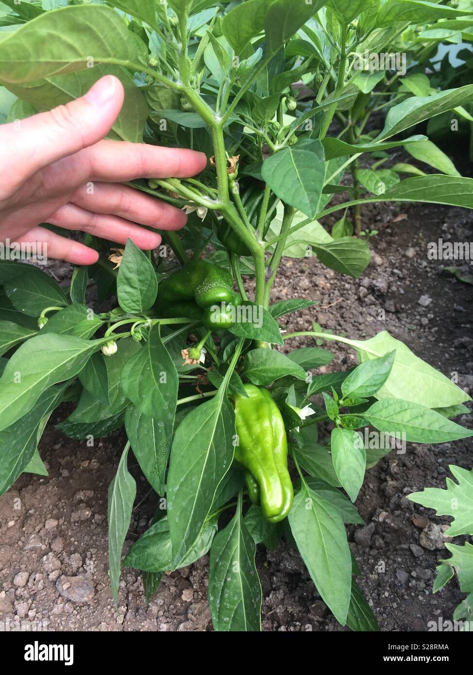 Hand revealing green pepper on a plant Stock Photo - Alamy
