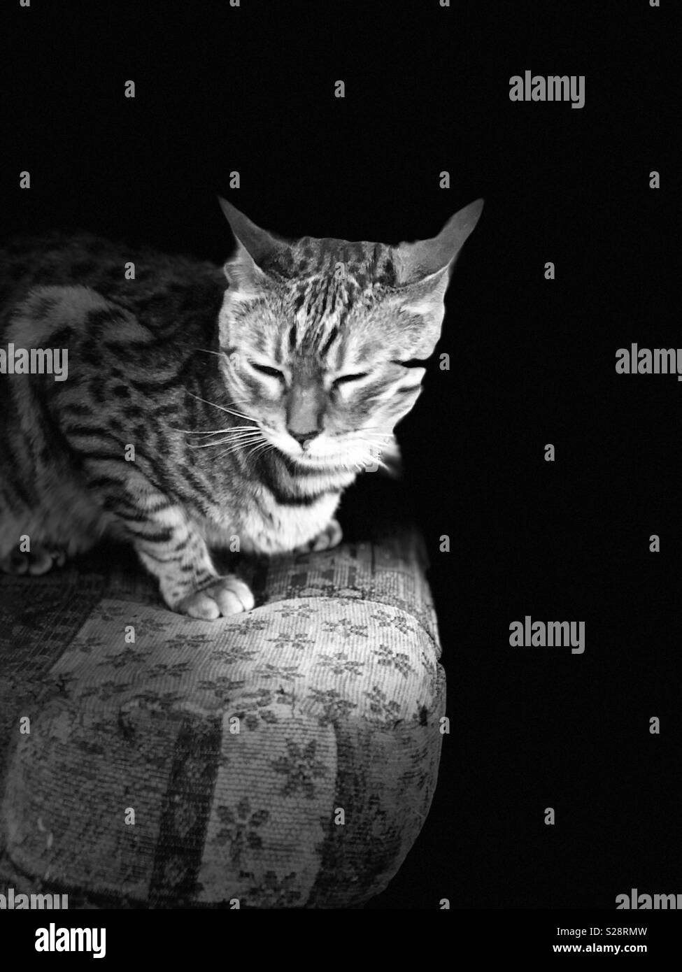 Graceful Cat High Resolution Stock Photography and Images - Alamy