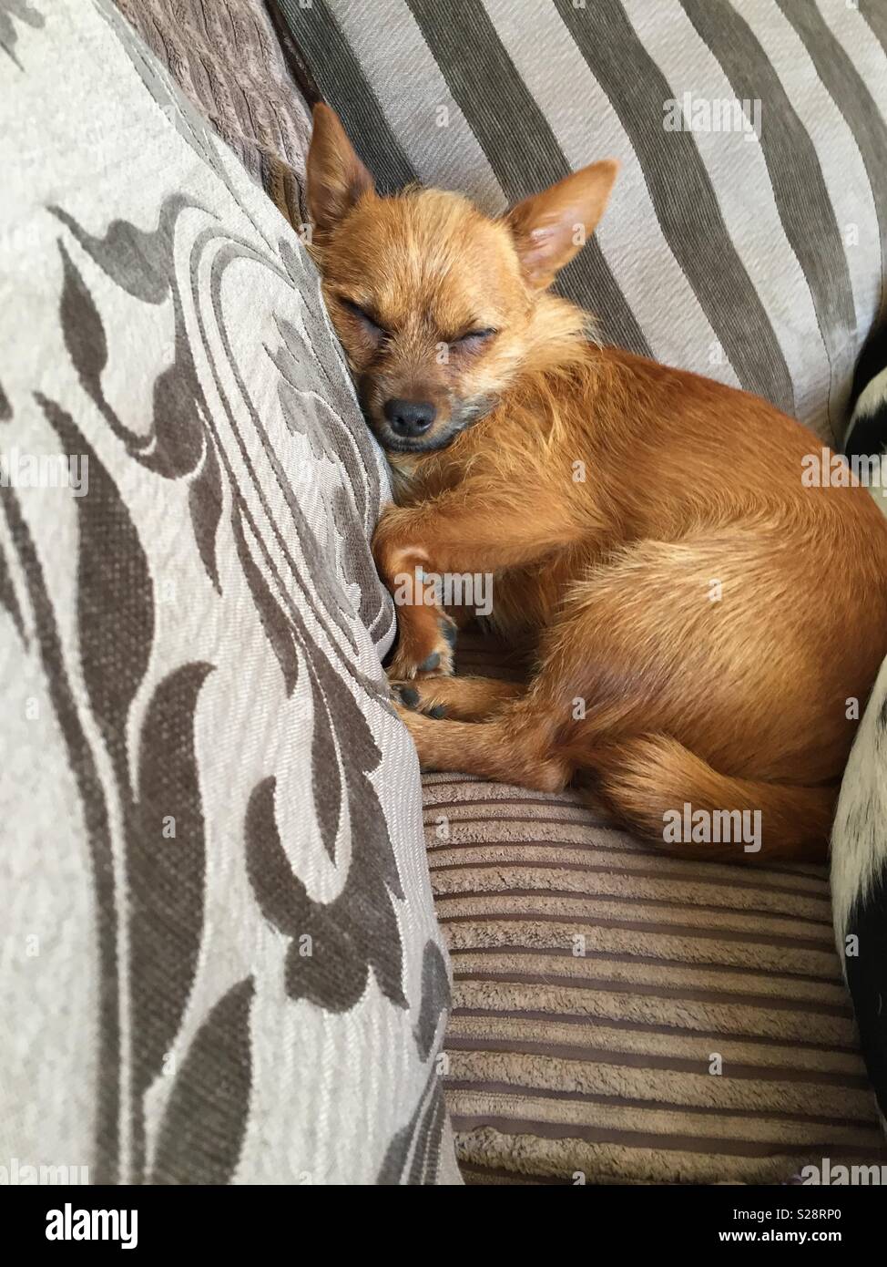 Squished hi-res stock photography and images - Alamy