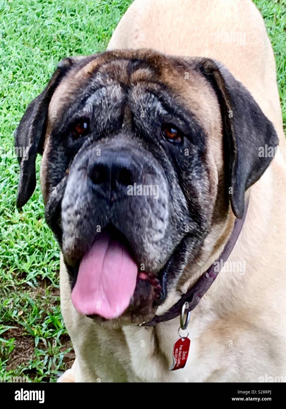 English mastiff hi-res stock photography and images - Alamy