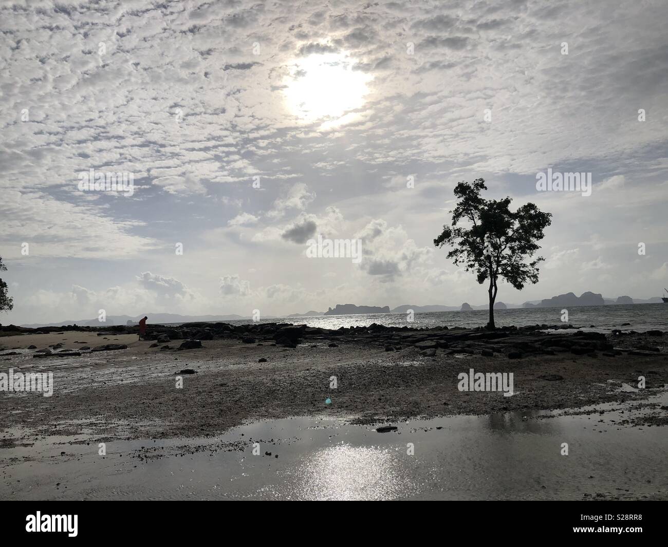Beach with tree hi-res stock photography and images - Alamy