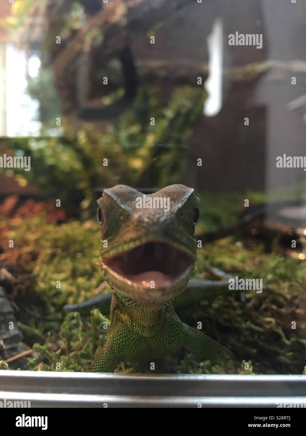 Say hello to Mr Chan Stock Photo - Alamy