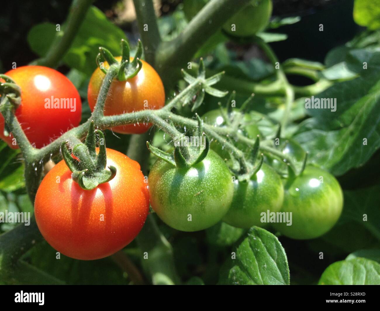 Tomatoes on the vine Stock Photo - Alamy