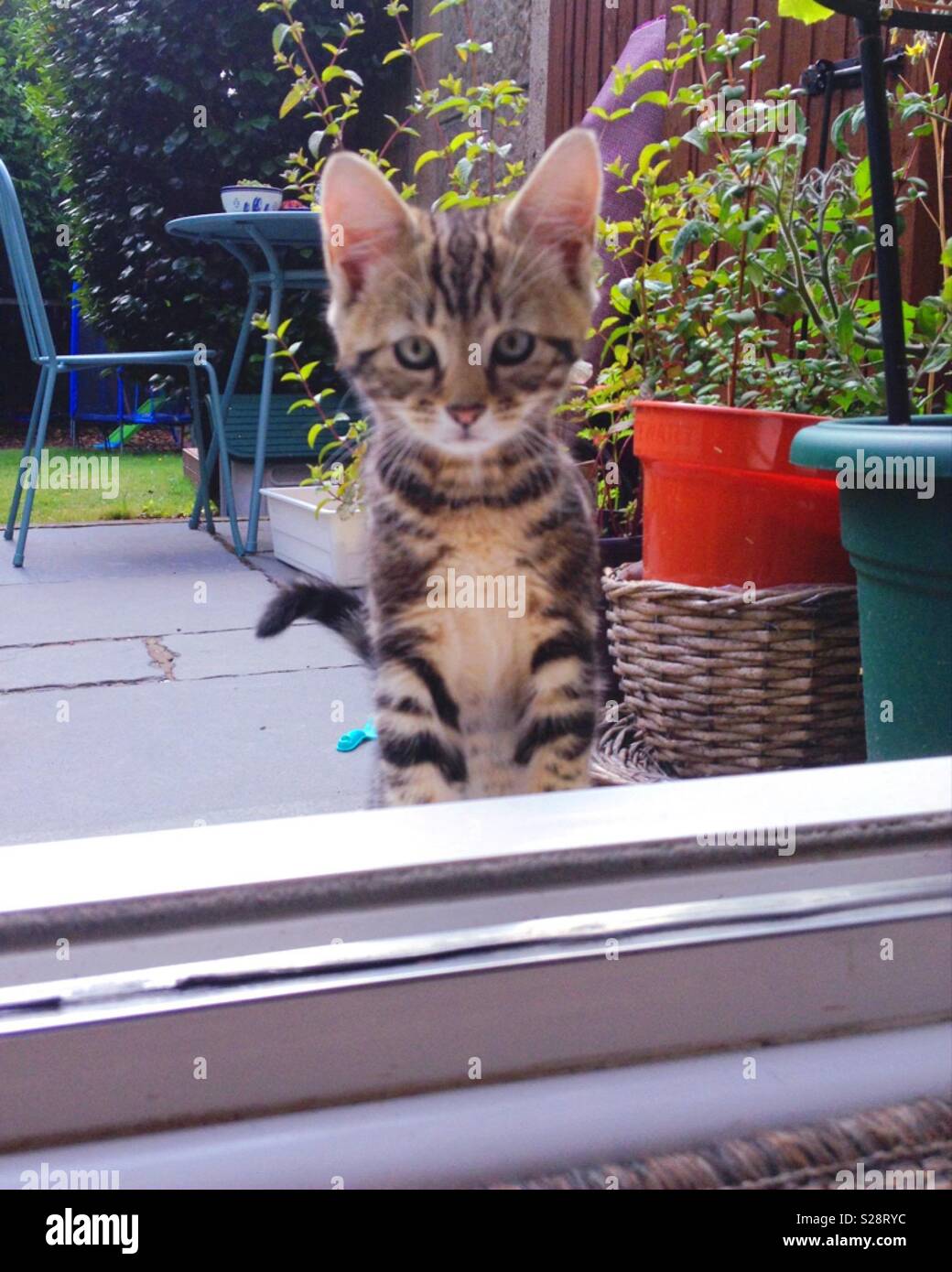 2 months old kitten hi-res stock photography and images - Alamy
