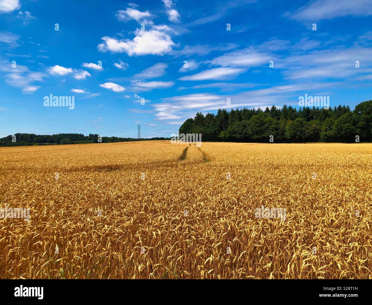 Golden field hi-res stock photography and images - Alamy