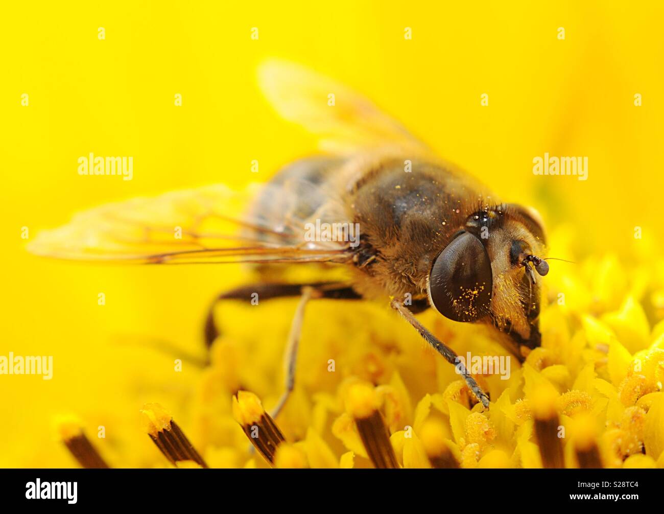Bee Close Up Stock Photo - Alamy