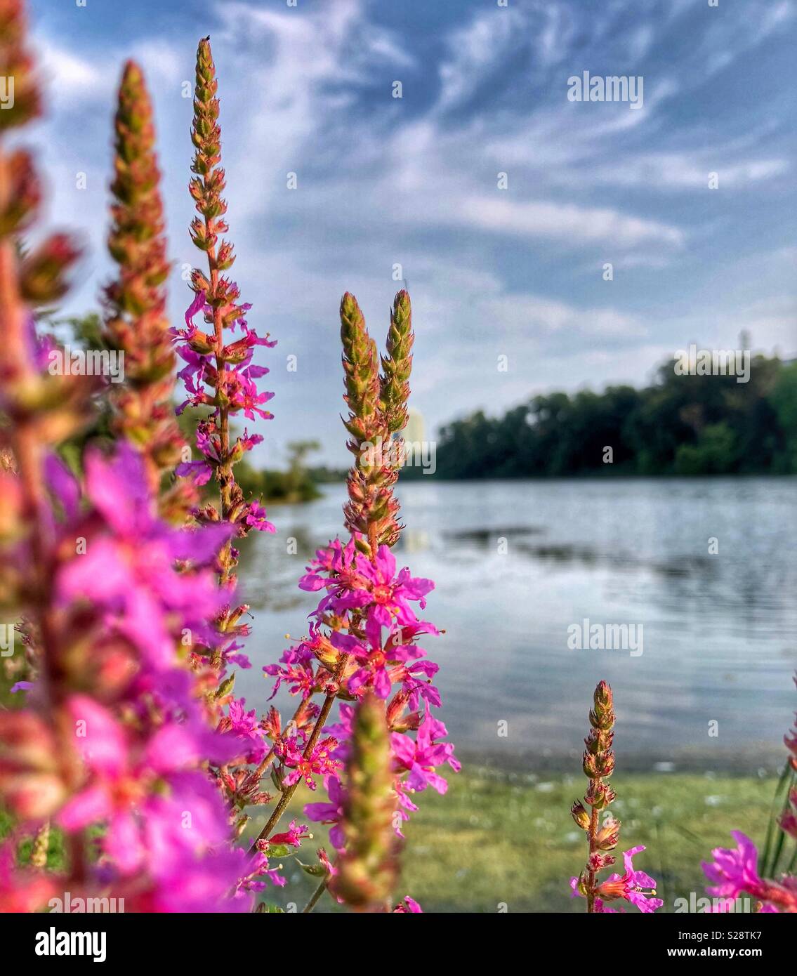 Wild flowers growing around a pond Stock Photo - Alamy
