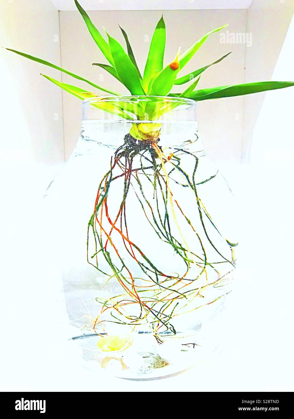 Plant in water Stock Photo - Alamy