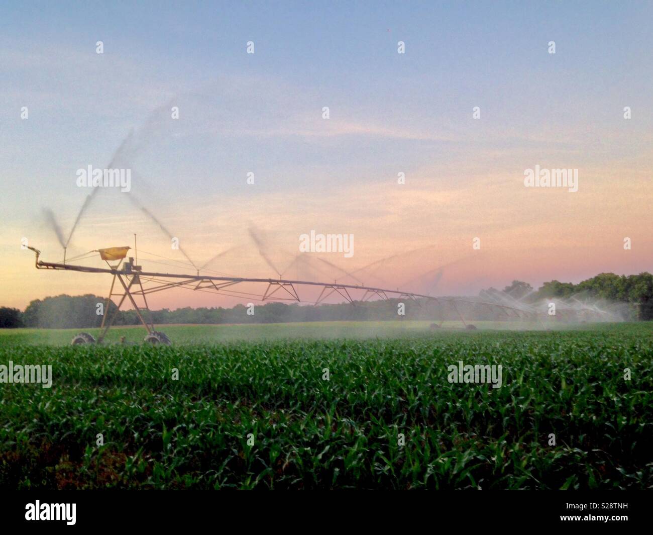 Irrigation rig waters cornfield in North Carolina Stock Photo - Alamy