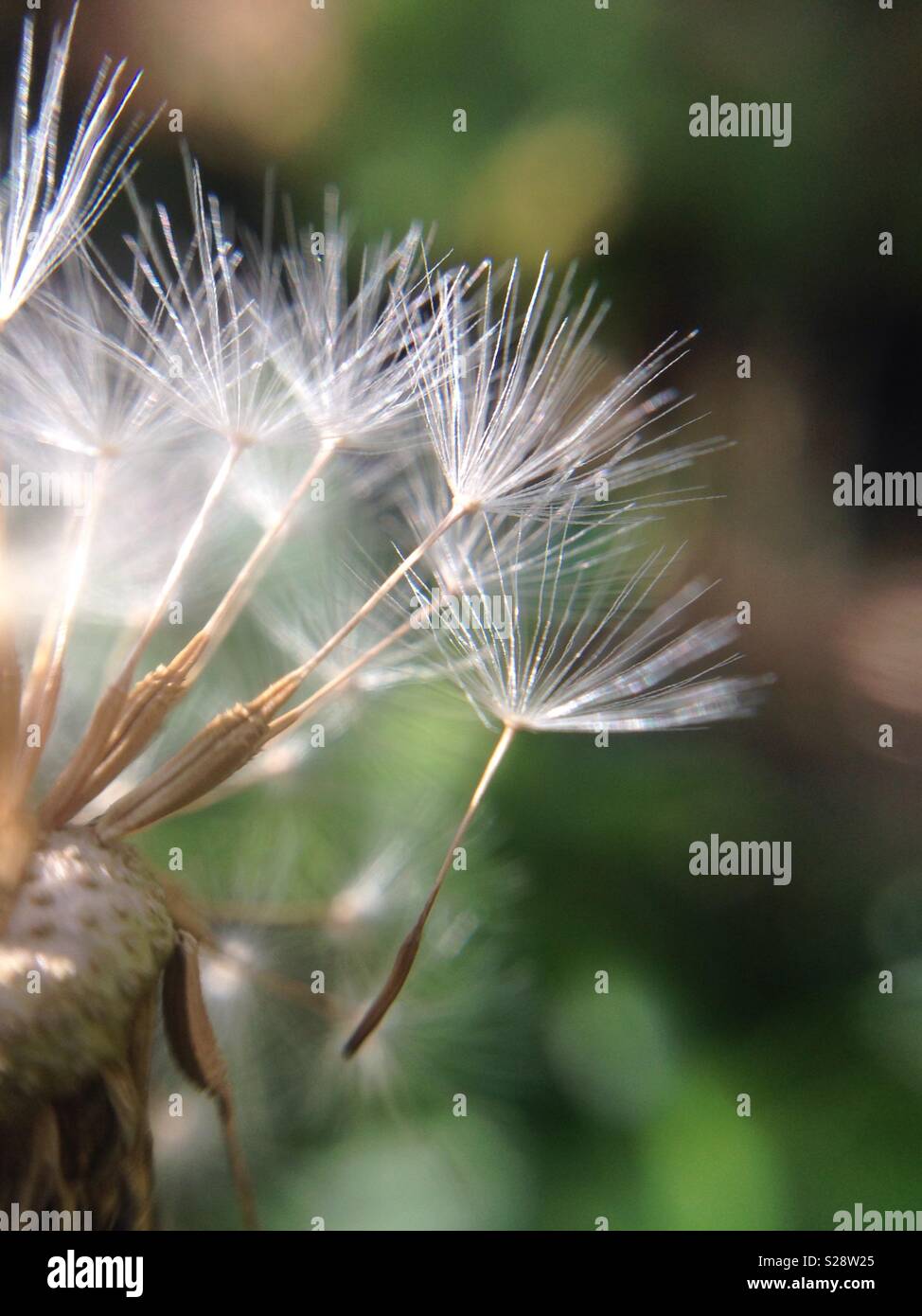 Dandelion seed blowing away Stock Photo - Alamy