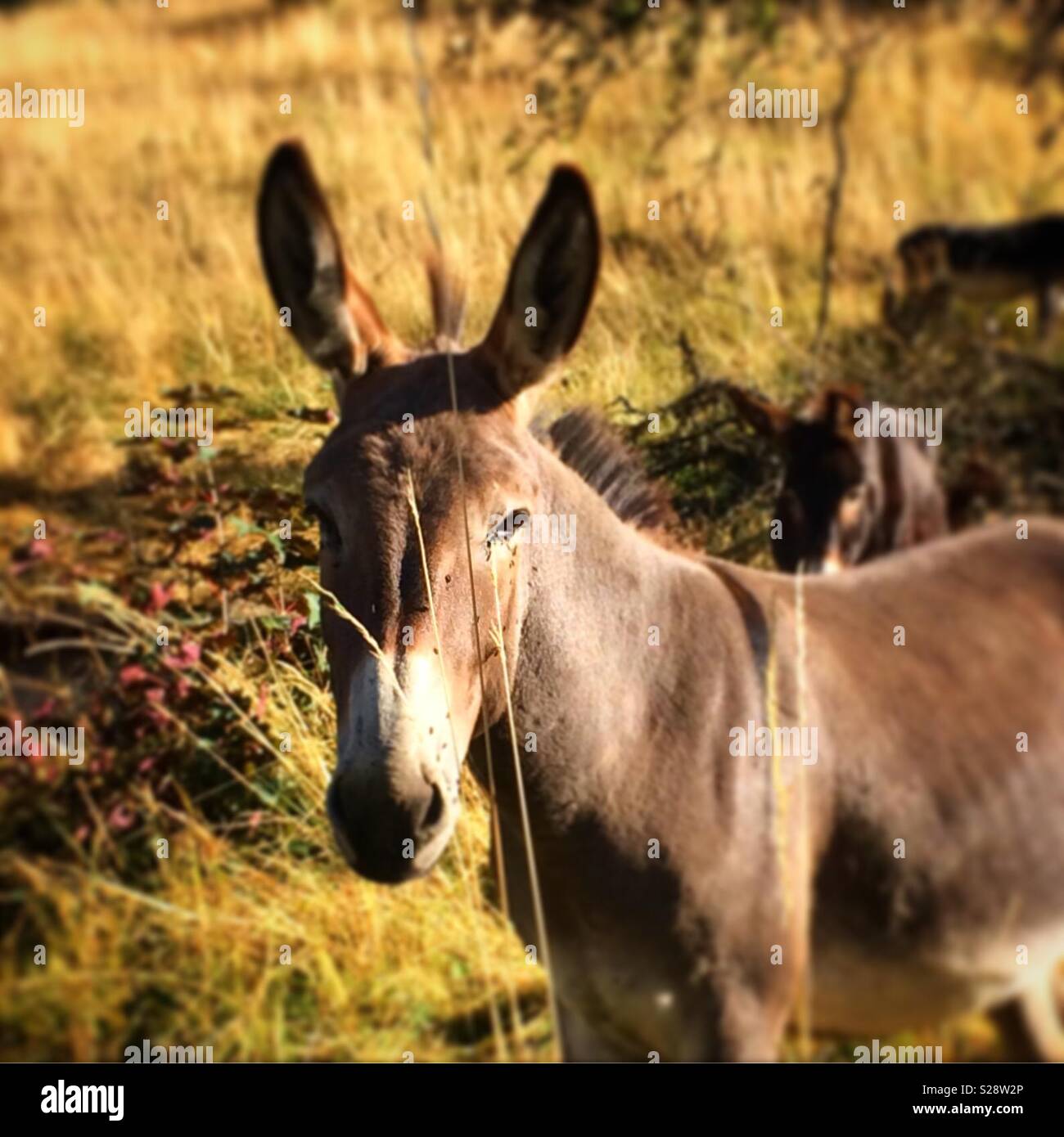 Little donkey hi-res stock photography and images - Alamy