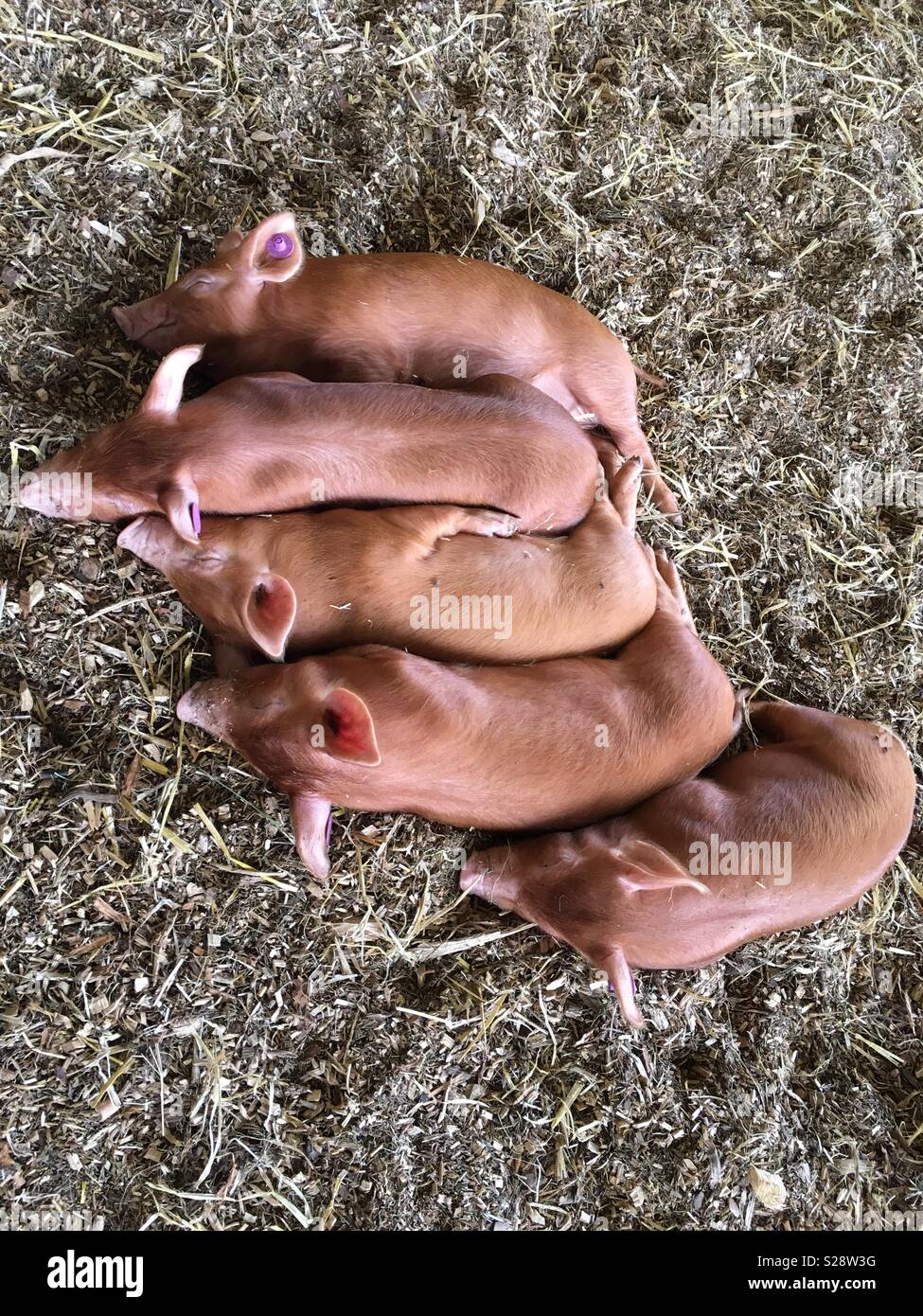 5 Little Pigs High Resolution Stock Photography and Images - Alamy