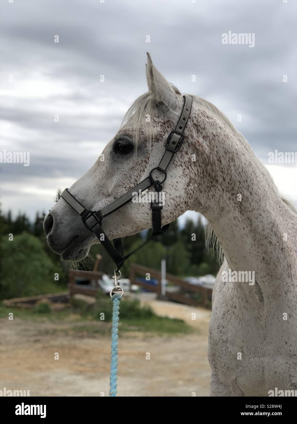 Arabian bridle hi-res stock photography and images - Alamy