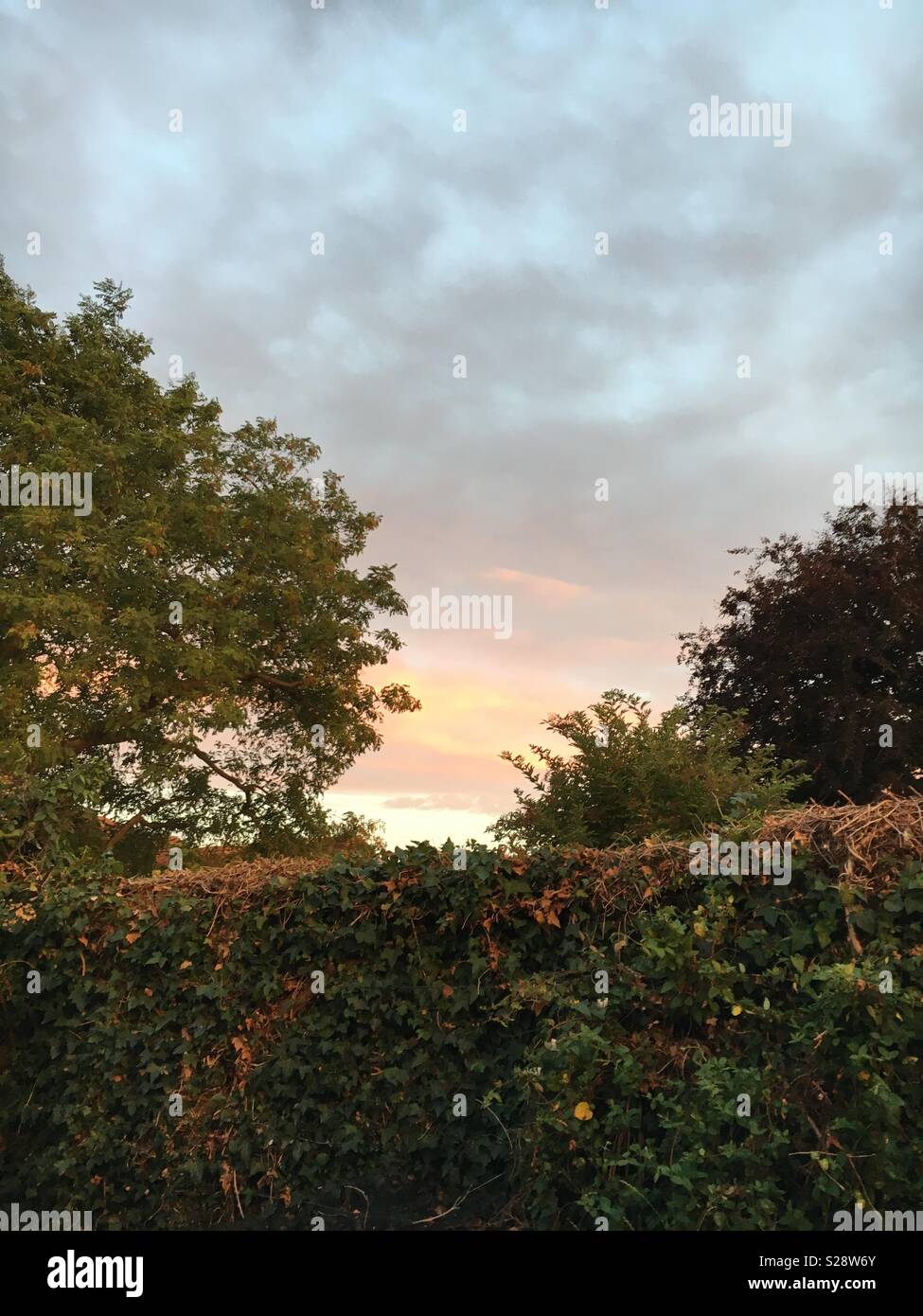 Red sky trees hi-res stock photography and images - Alamy