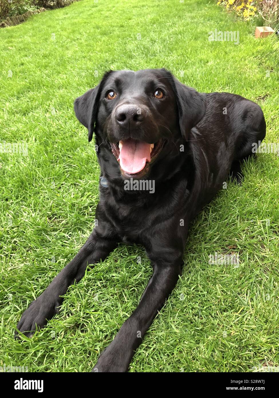 Black Labrador Portrait Stock Photo - Alamy