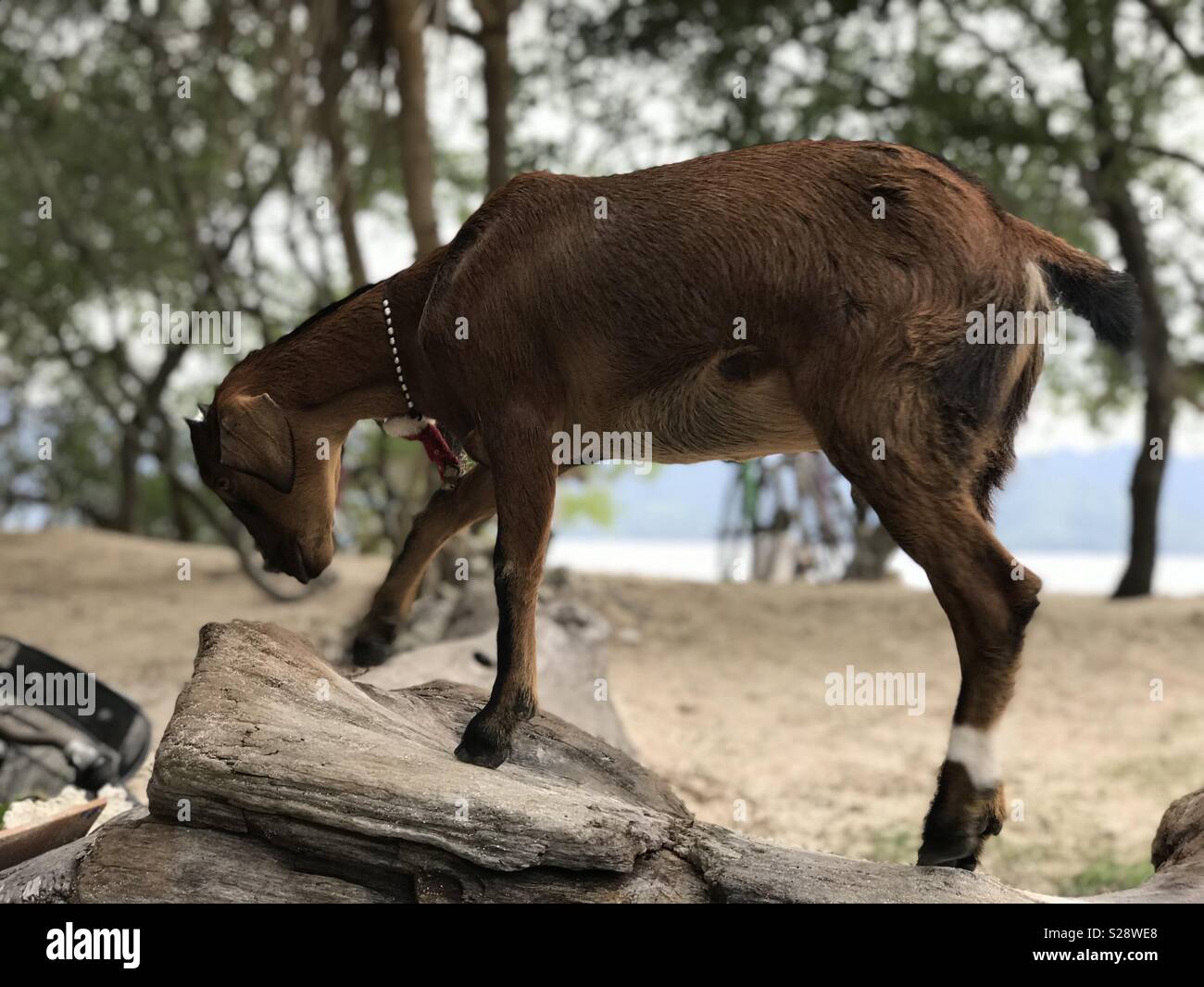 Nature goat hi-res stock photography and images - Alamy