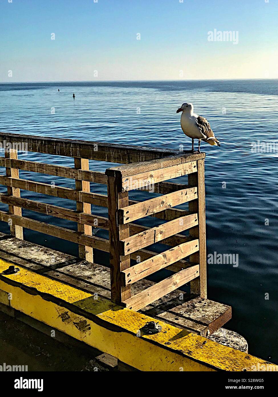 Seagull on the bay hi-res stock photography and images - Alamy