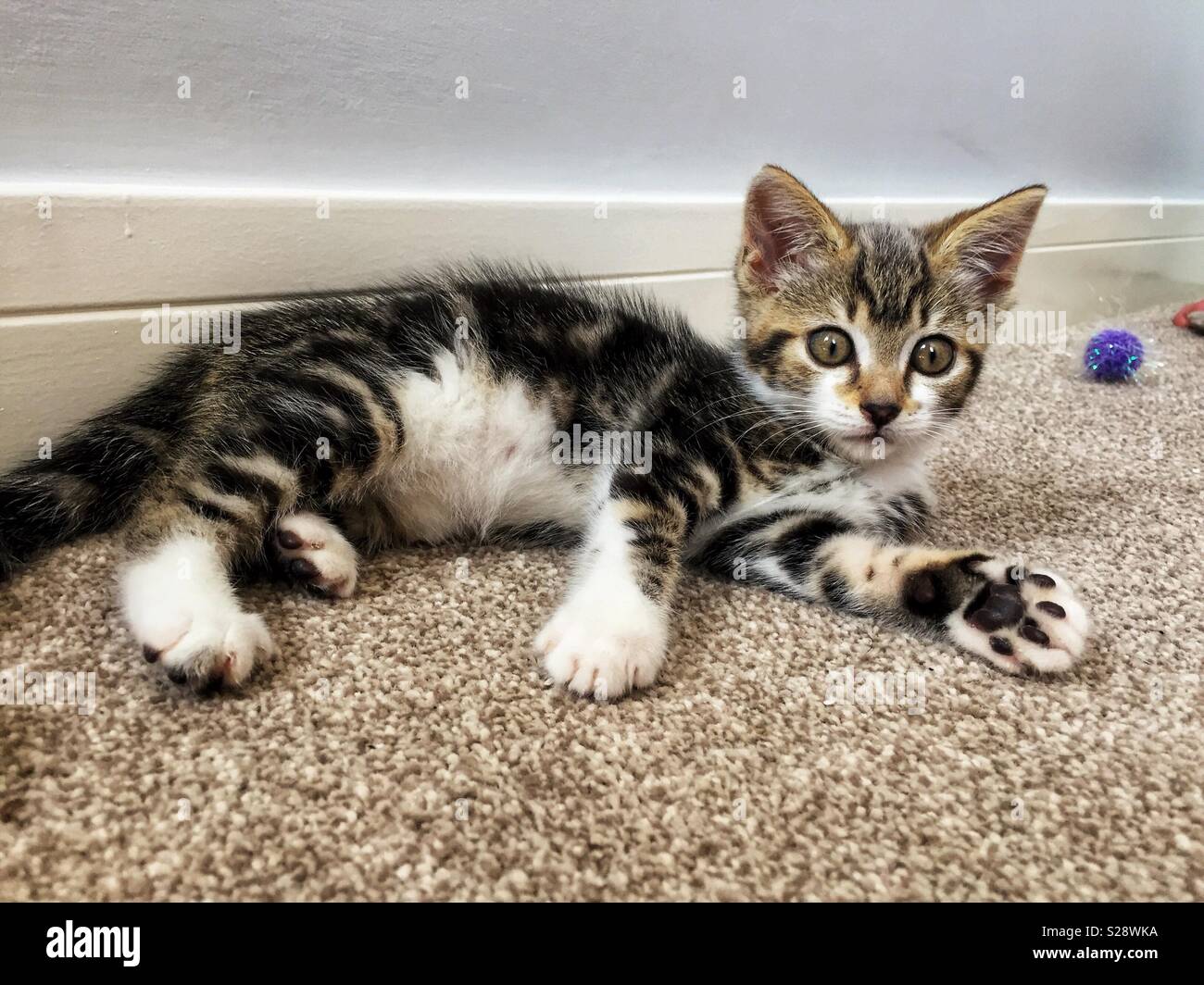 Six weeks old kitten lying on carpet Stock Photo - Alamy