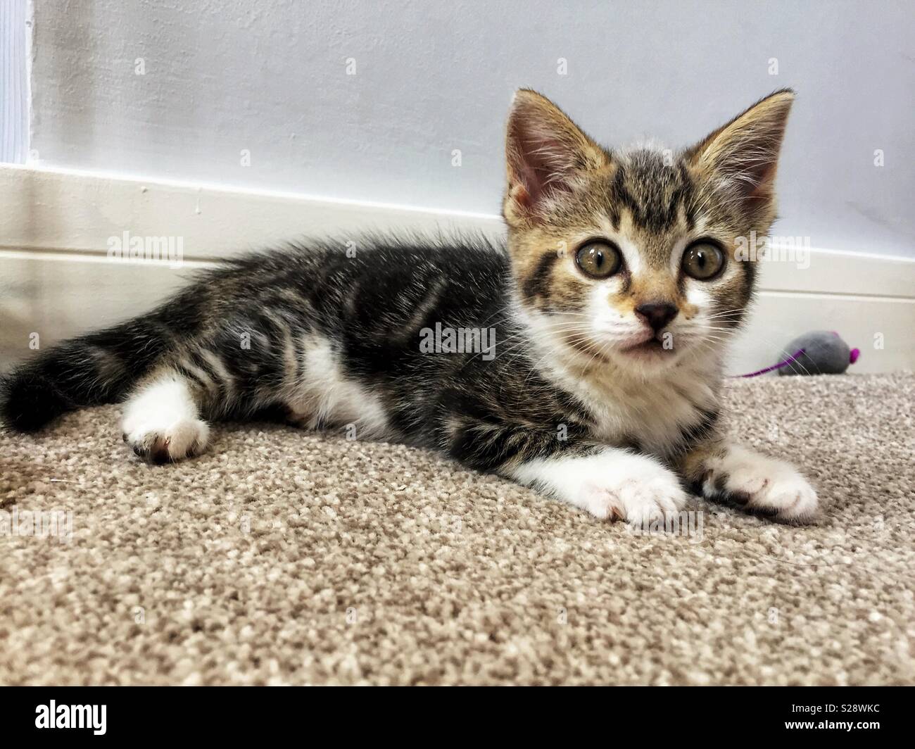 Six weeks old kitten lying on the carpet Stock Photo - Alamy