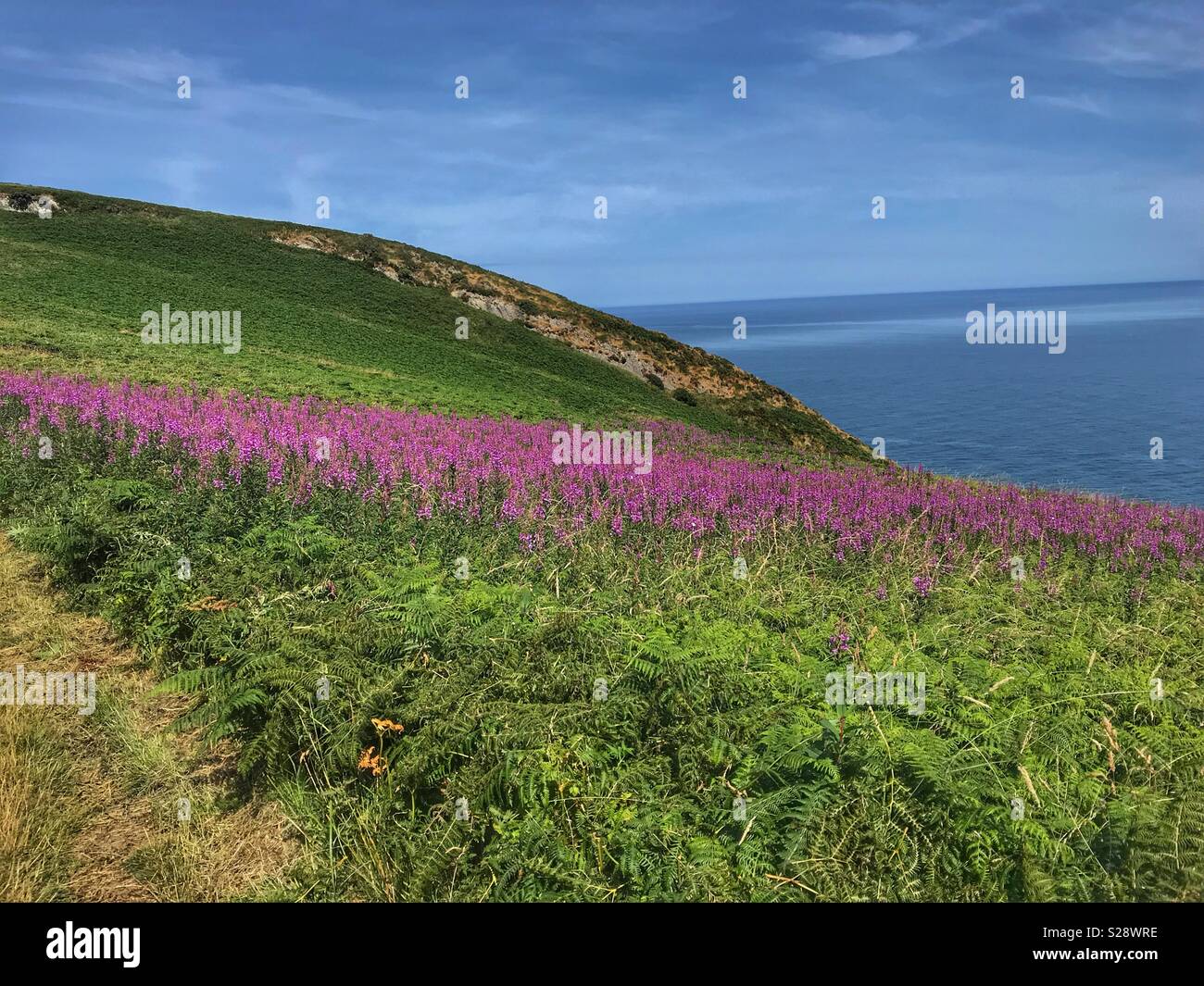 Flowers on a cliff hi-res stock photography and images - Alamy