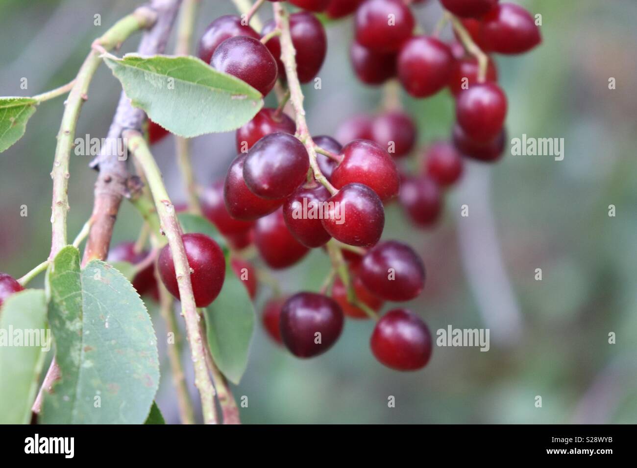 Berries in Colorado Stock Photo - Alamy