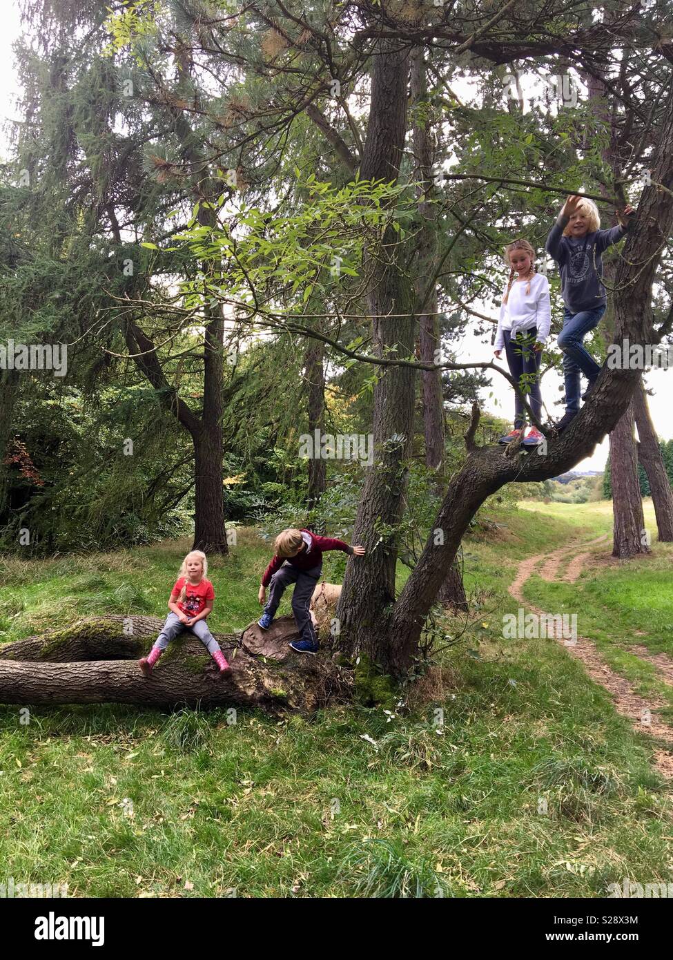 Children on tree hi-res stock photography and images - Alamy