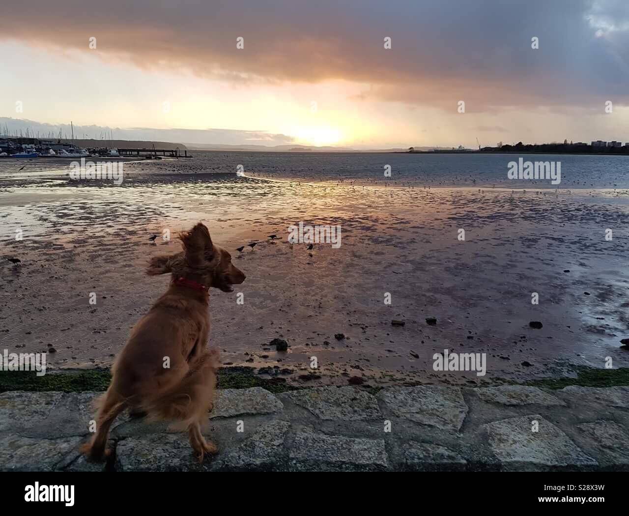 Whitecliff dorset hi-res stock photography and images - Alamy