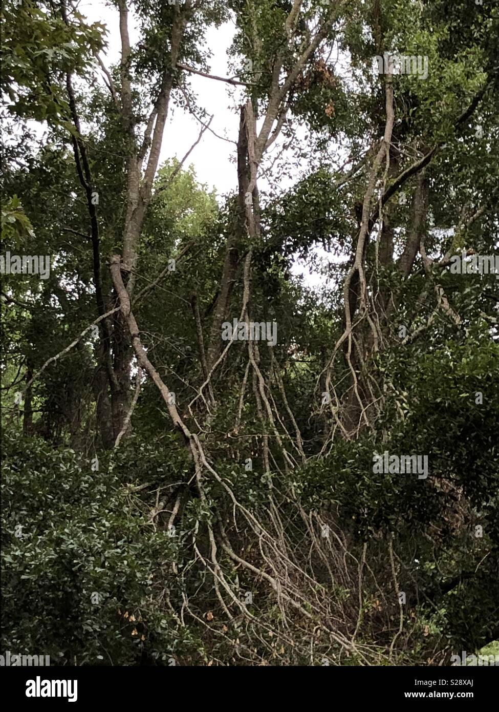 Tree limbs hi-res stock photography and images - Alamy