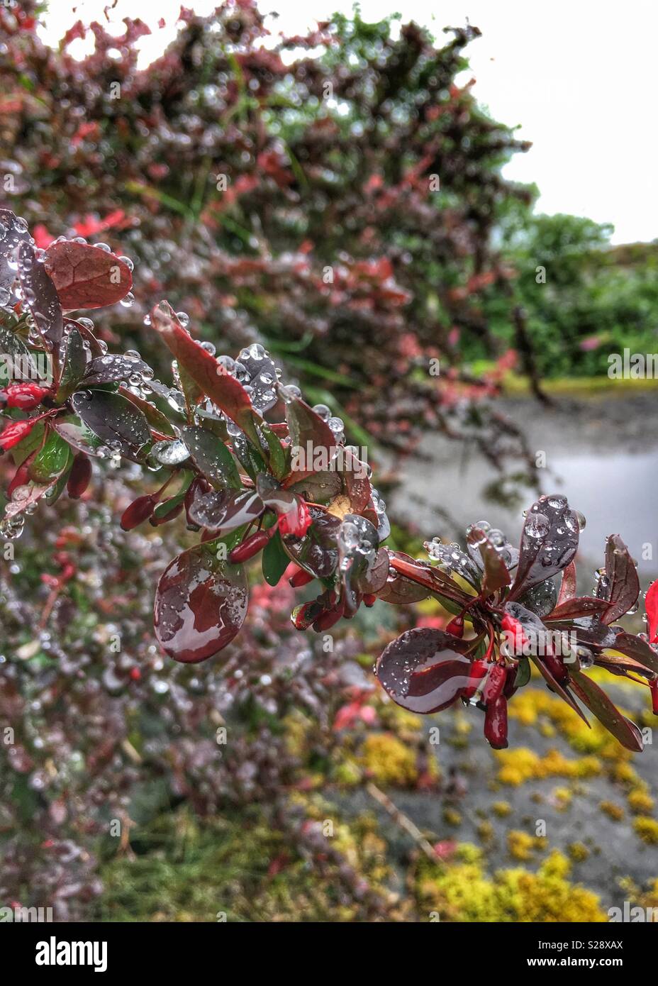 Colorful nature after rain hi-res stock photography and images - Alamy