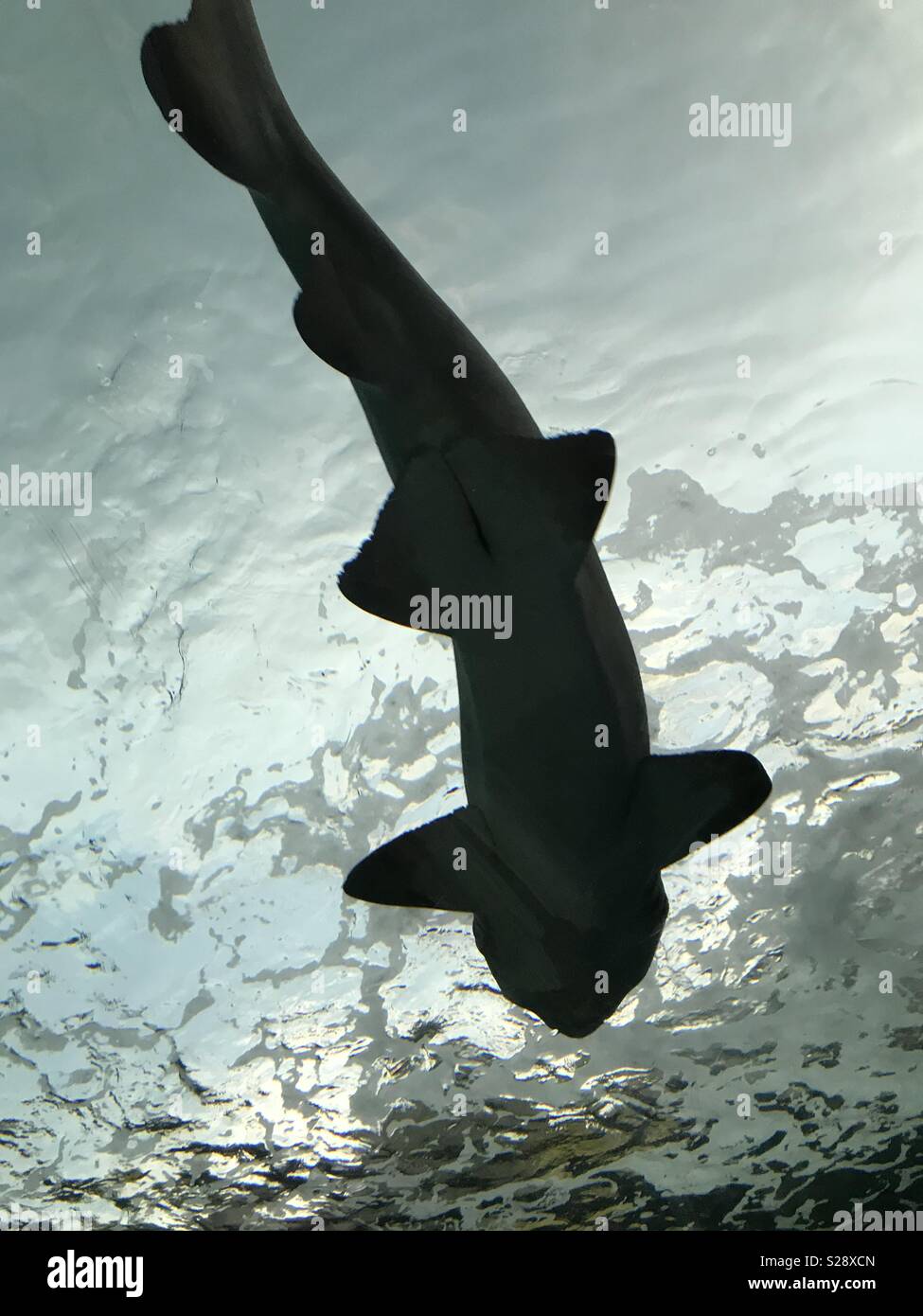Shark from underneath! Stock Photo - Alamy