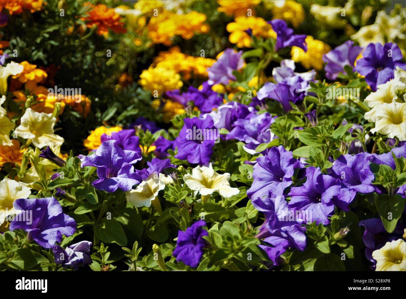 Colourful array of flowers Stock Photo - Alamy Colourful array of flowers Stock Photo - Alamy