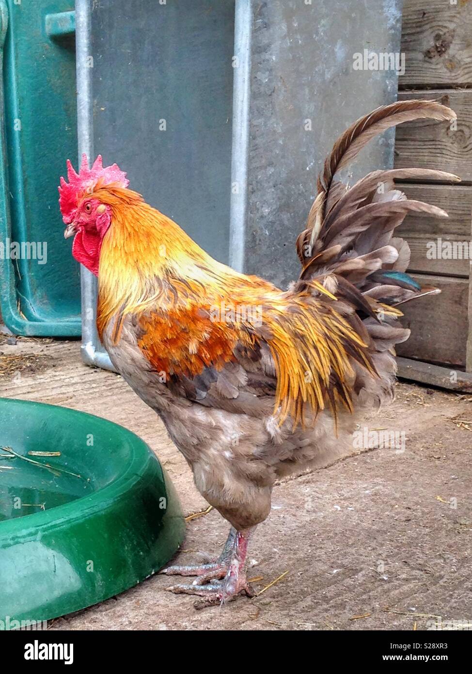 Cockerel feathers hi-res stock photography and images - Alamy