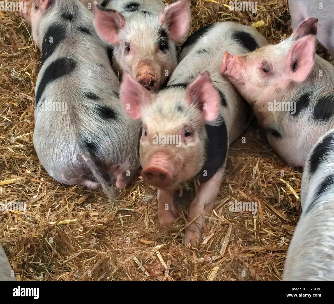 Pink piglets hi-res stock photography and images - Alamy