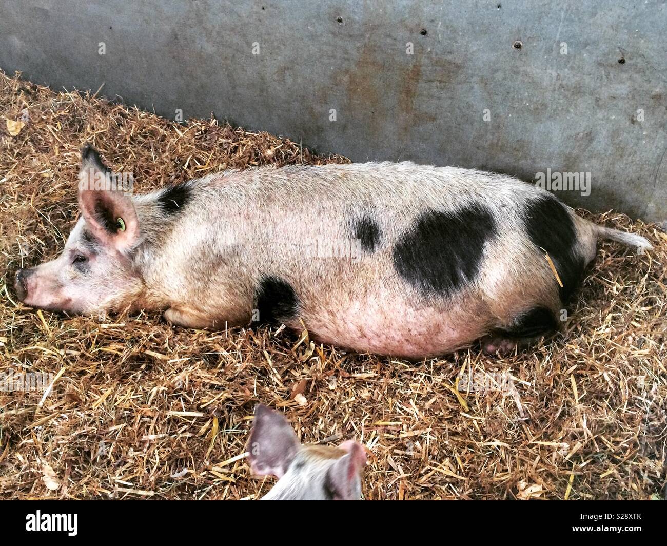 Mother pig hi-res stock photography and images - Alamy