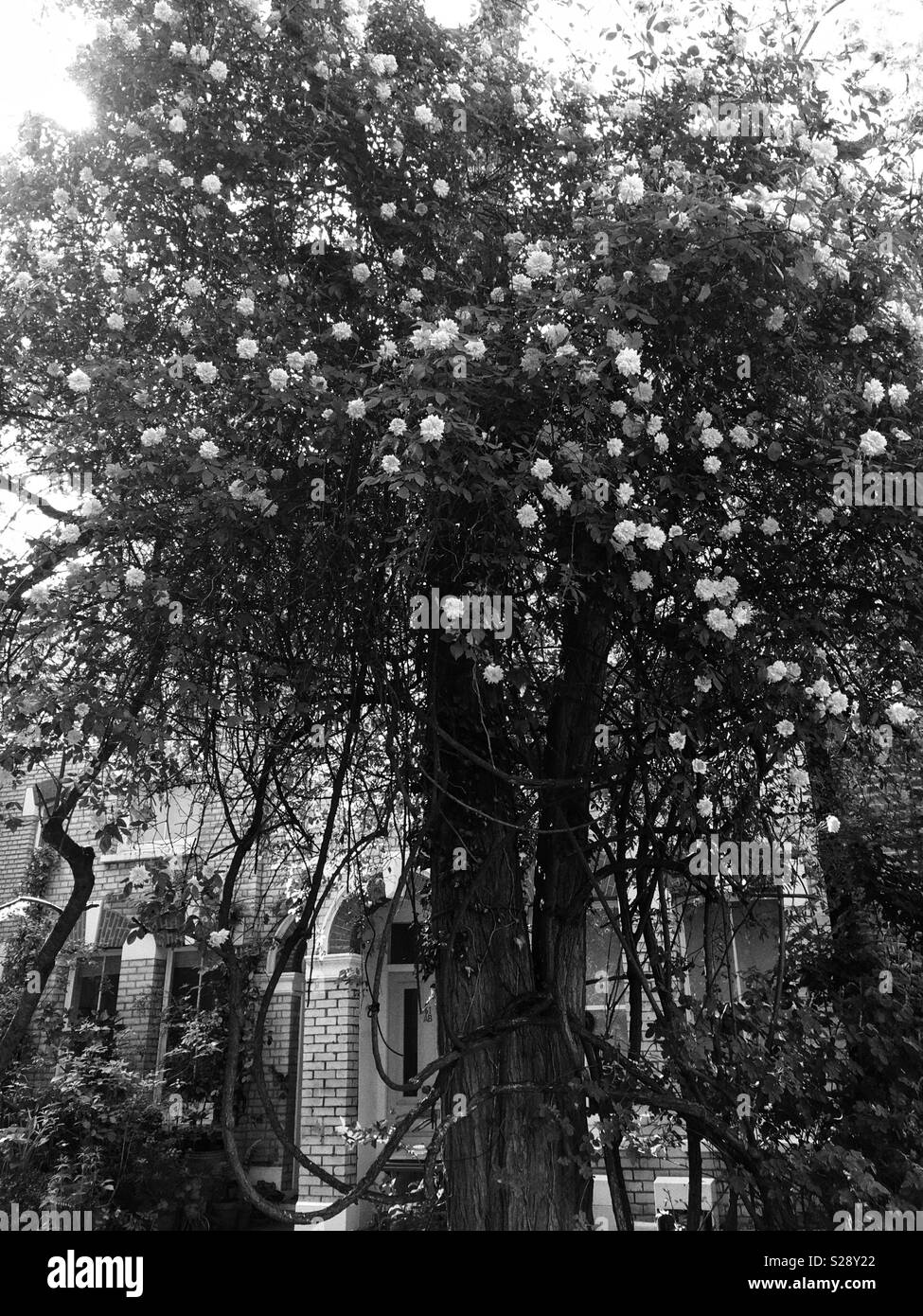 Bonnington square london hi-res stock photography and images - Alamy