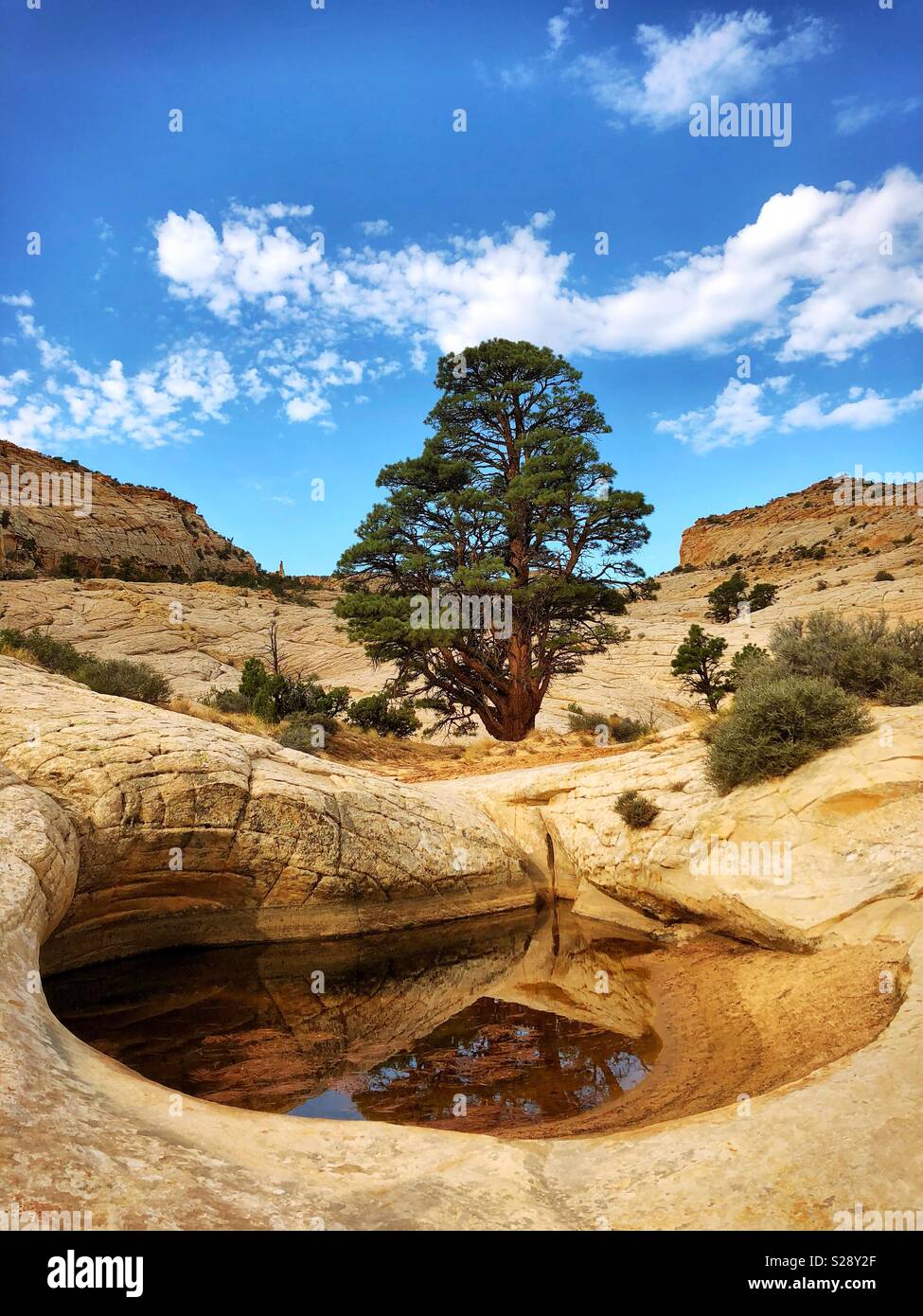 Growth desert hi-res stock photography and images - Alamy