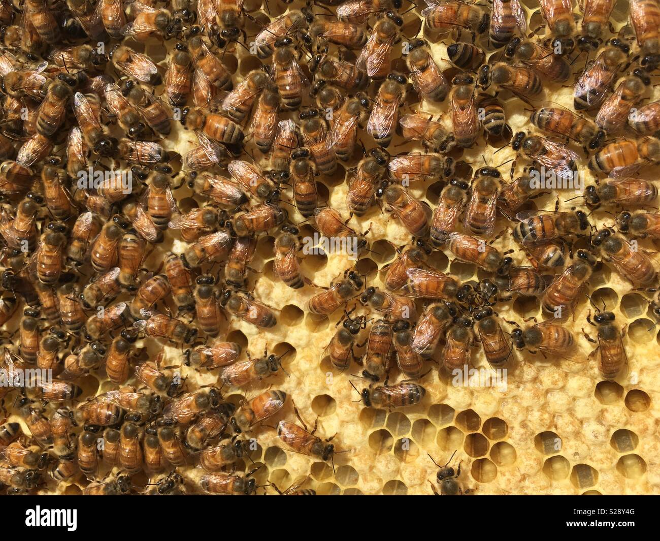 Capped brood hi-res stock photography and images - Alamy