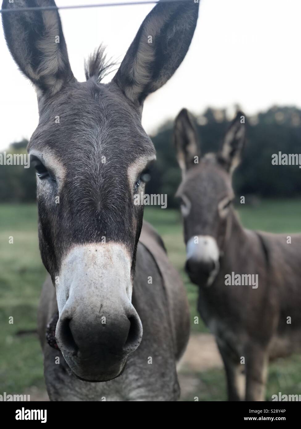 Farm with donkey hi-res stock photography and images - Alamy
