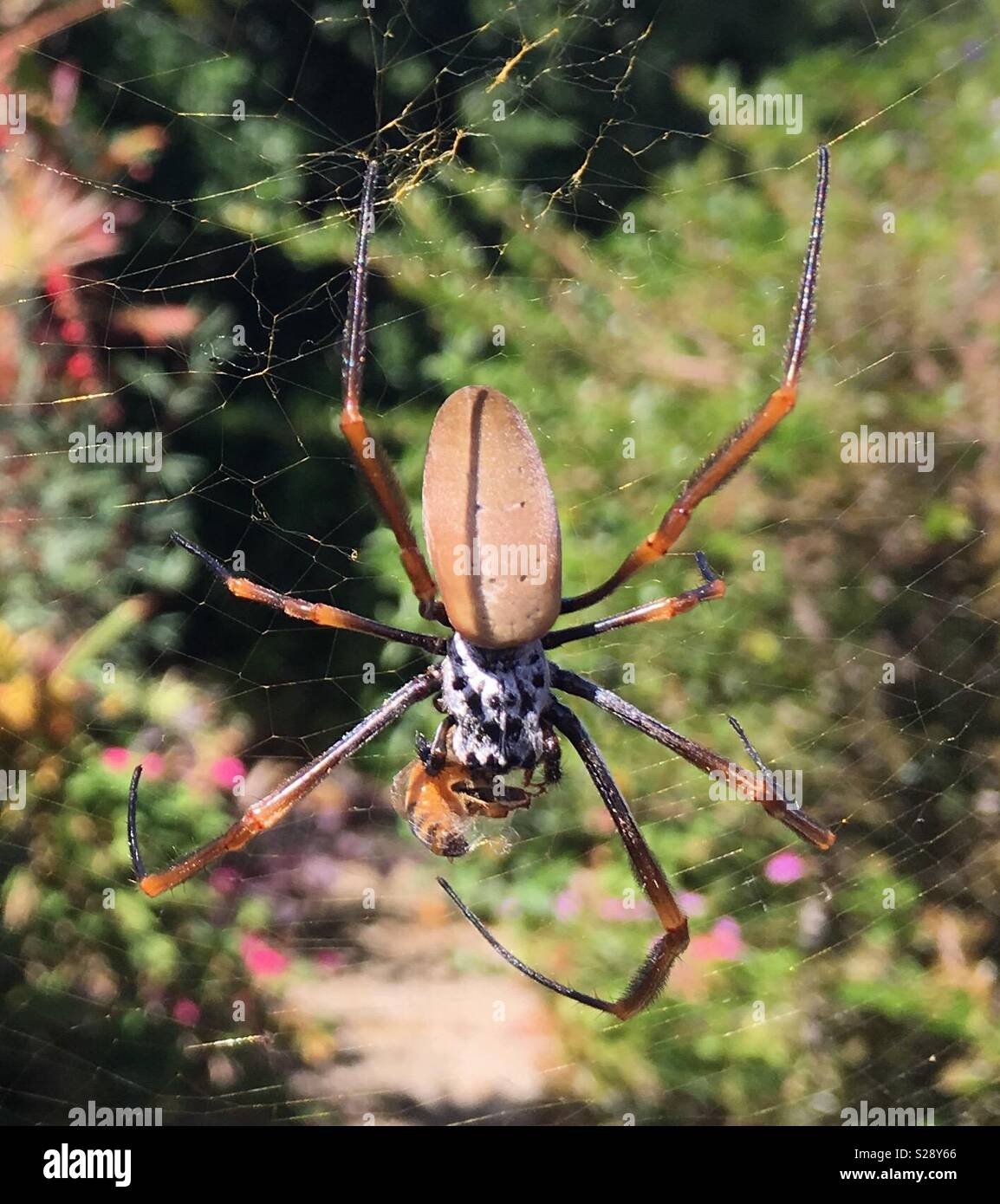 Spider Bee High Resolution Stock Photography and Images - Alamy