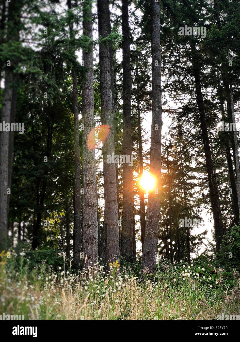 Light shining through trees hi-res stock photography and images - Alamy