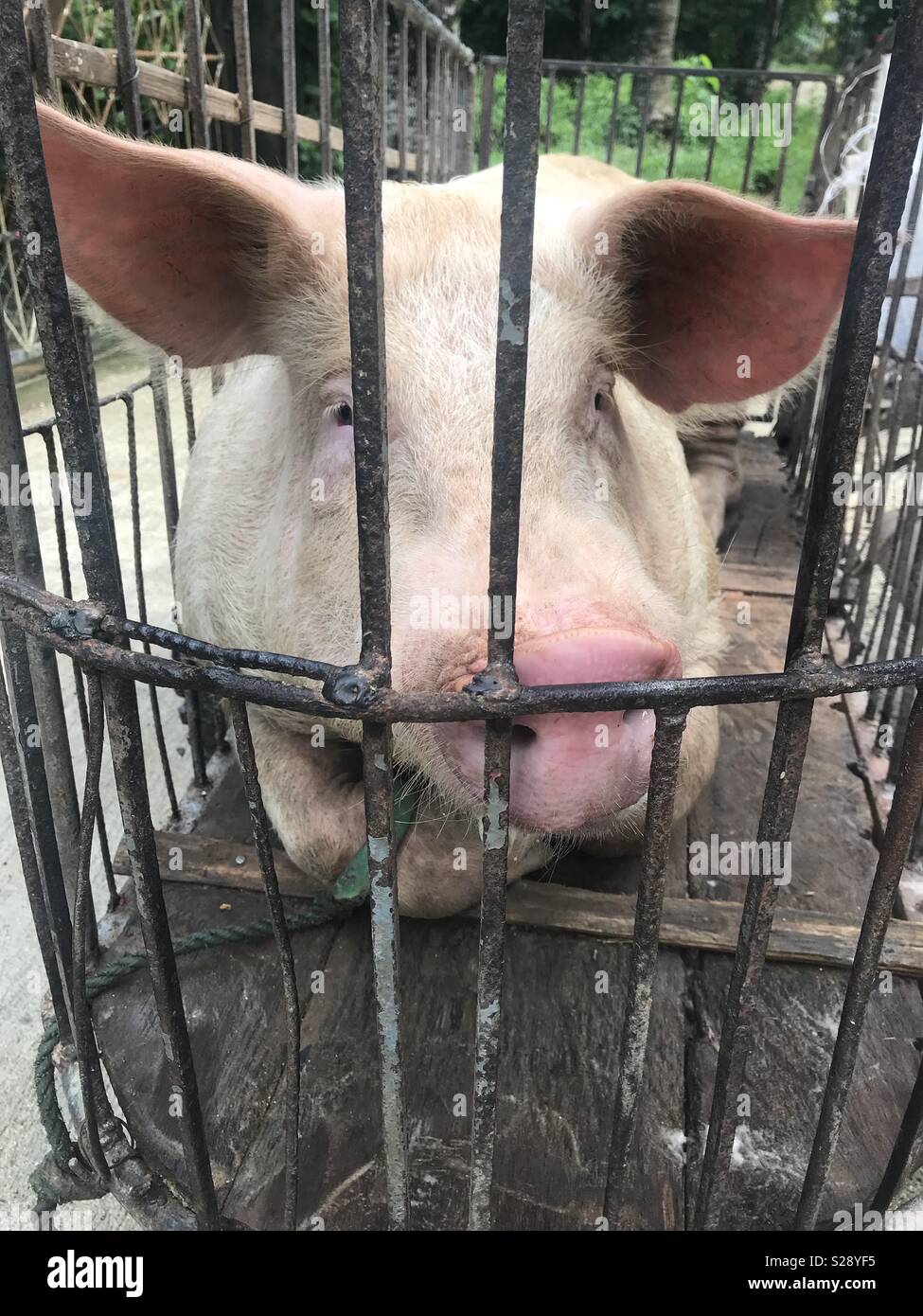 Pig in a cage Stock Photo - Alamy