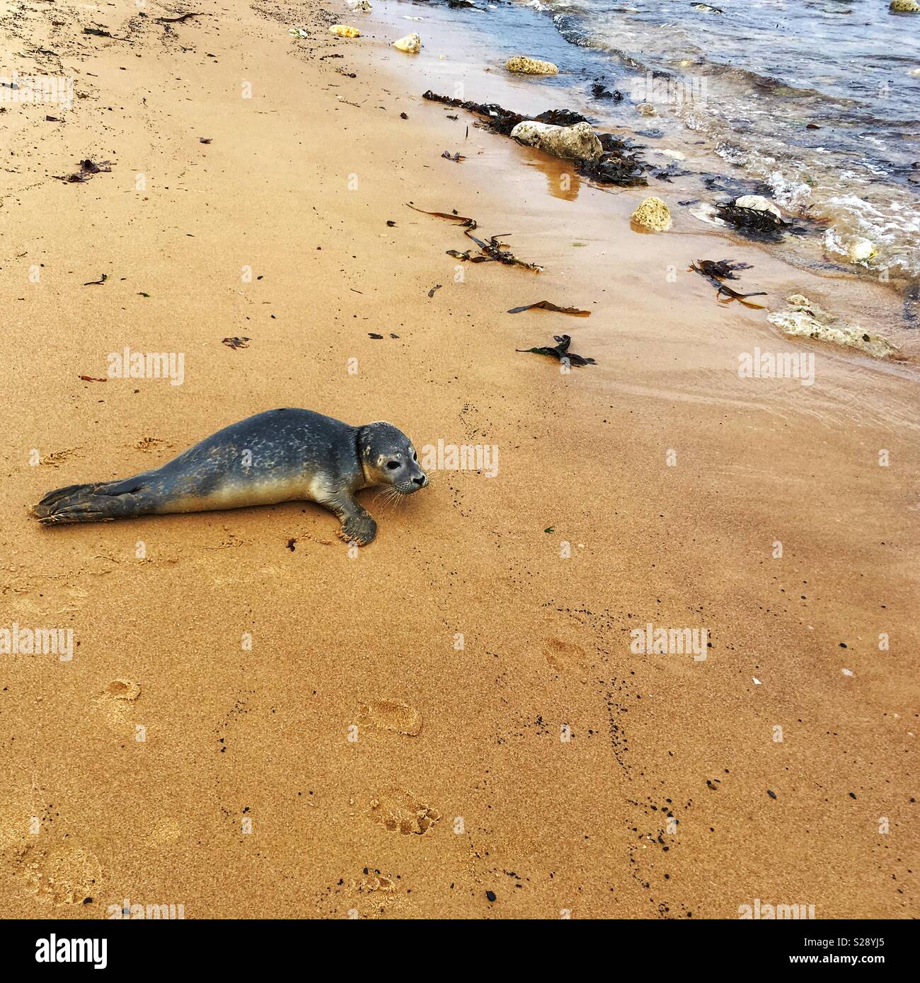 Baby seal chilling on the beach while Mum is out hunting Stock Photo ...