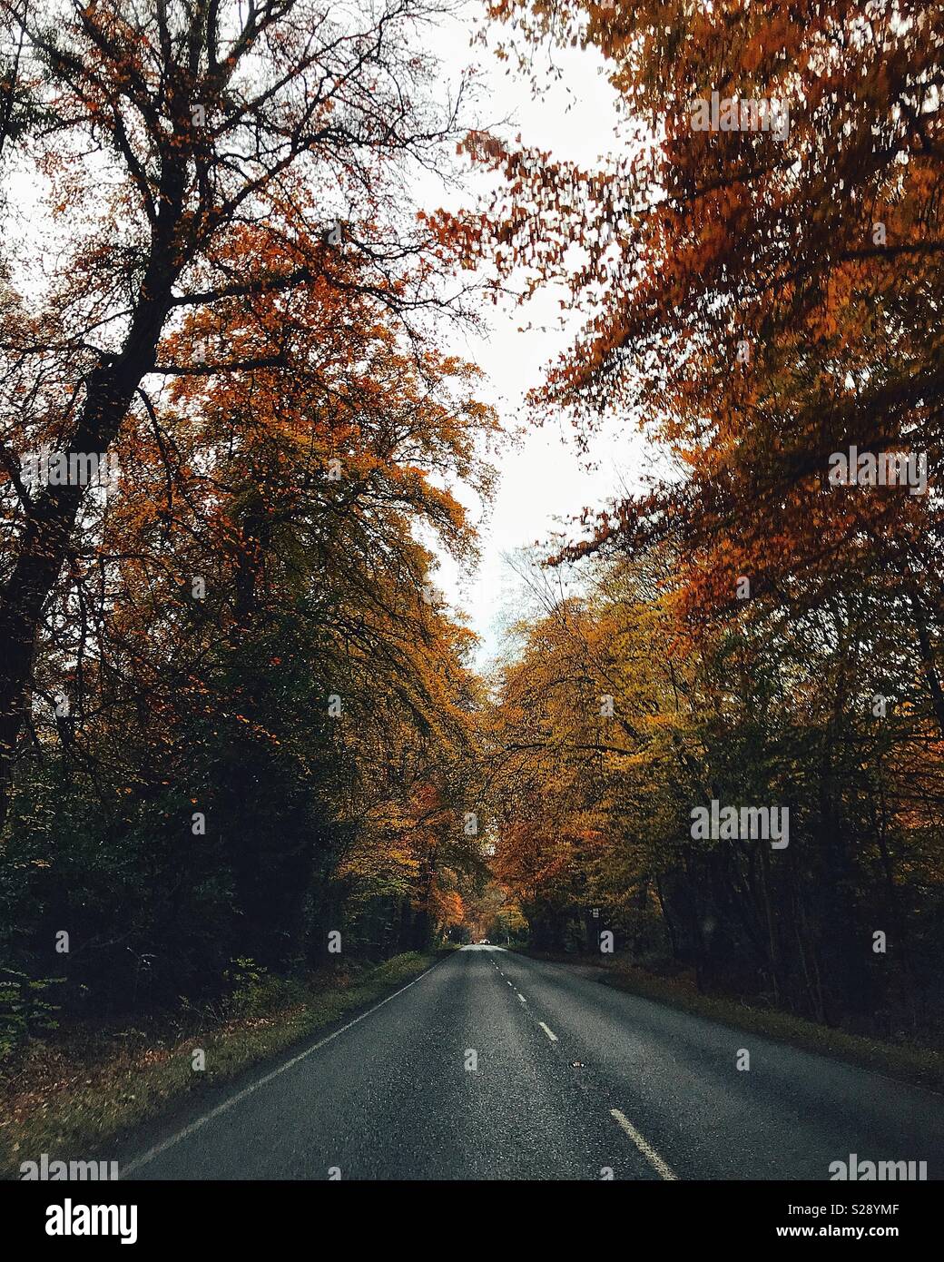 Autumn tree forest dorset hi-res stock photography and images - Alamy