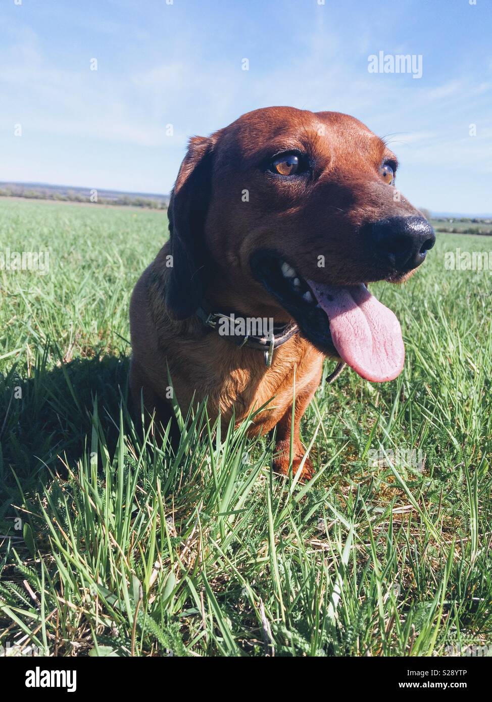 Happy Dachshund High Resolution Stock Photography and Images - Alamy