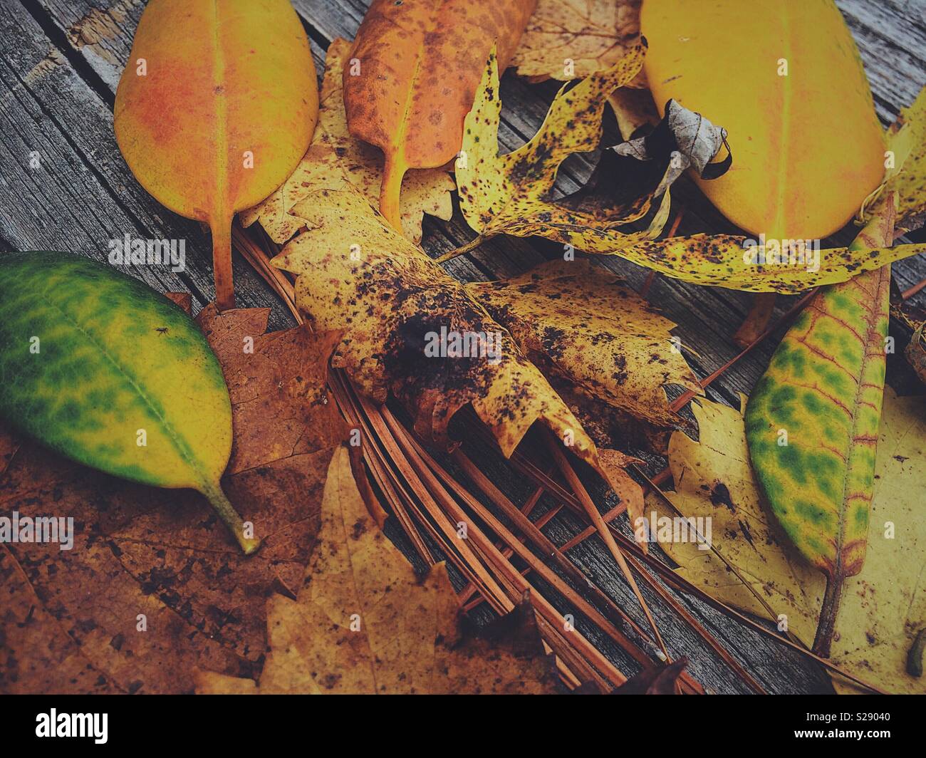 Fal colors hi-res stock photography and images - Alamy