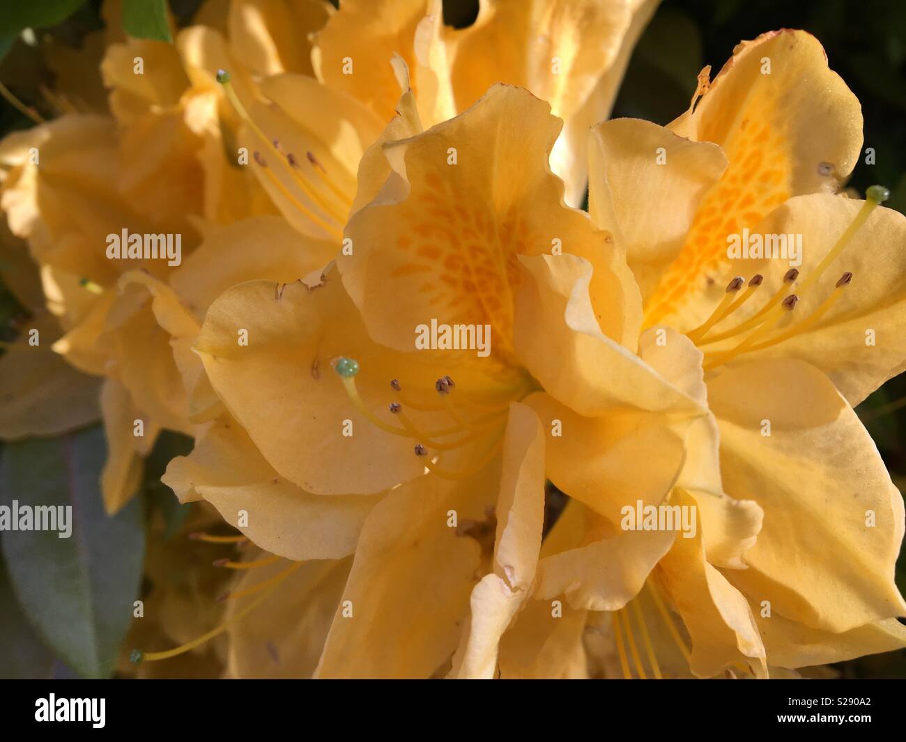 Yellow honey nectar azalea hi-res stock photography and images - Alamy
