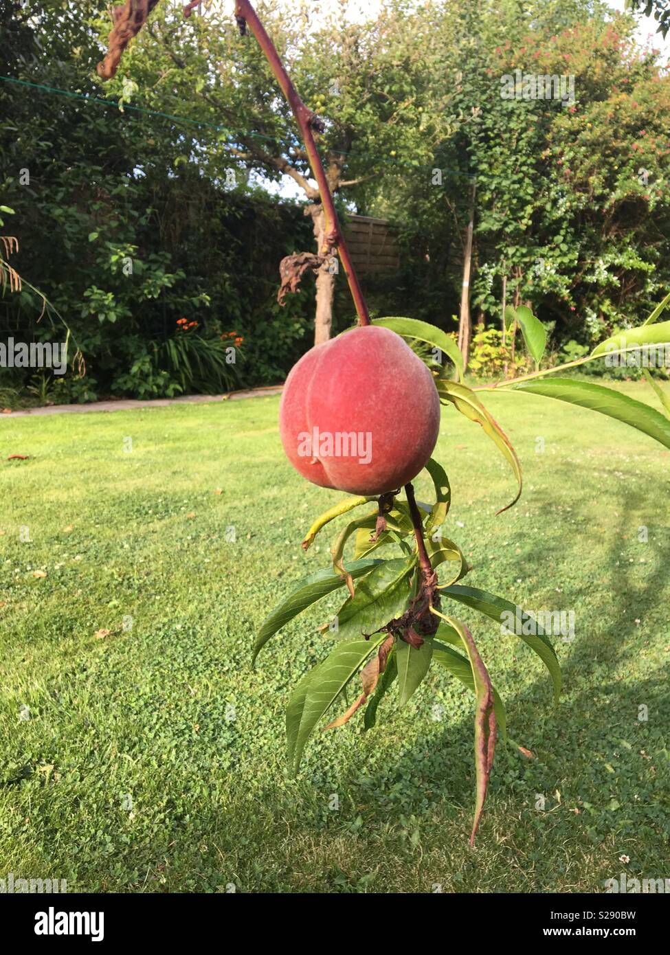 Peach on the tree hi-res stock photography and images - Alamy